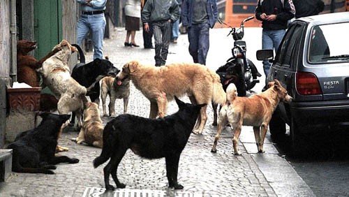 Cani randagi: 17.000 uccisi in Italia - GreenStyle
