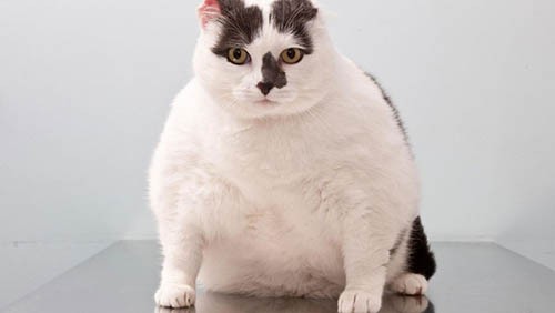 Gatto grasso: 5 strategie - GreenStyle