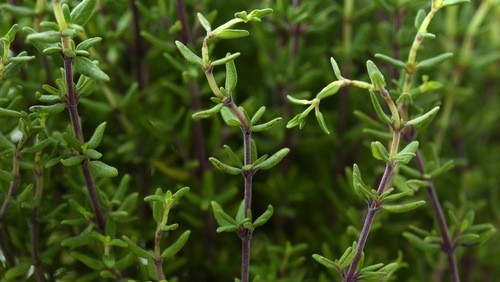 Timo: proprietà della pianta - GreenStyle