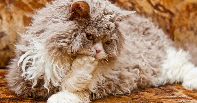 Selkirk Rex, la razza di gatto dal pelo riccioluto - Pets - Greenstyle