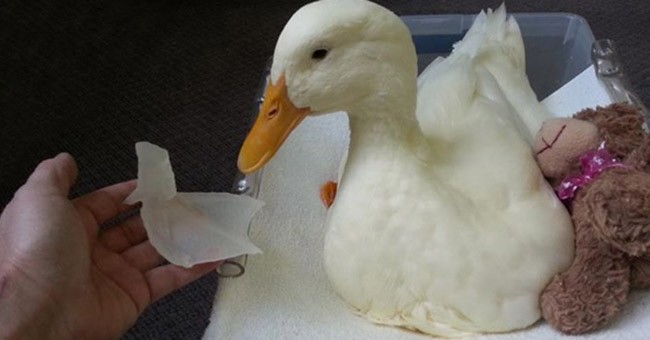 Papera zoppa riceve una zampa stampata in 3D - Pets - Greenstyle