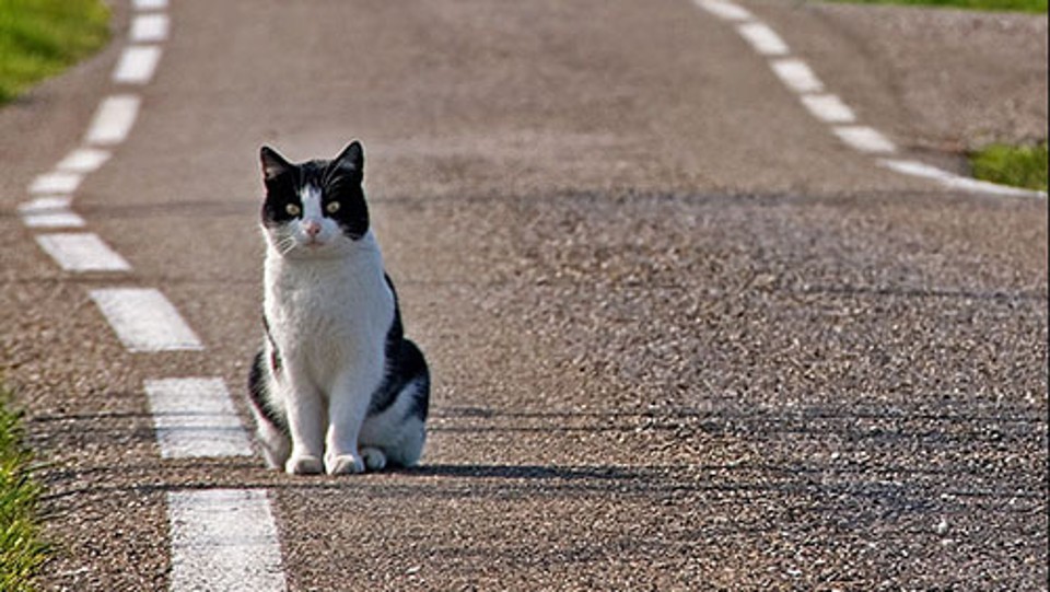 Perché il gatto scappa di casa? - Pets - Greenstyle