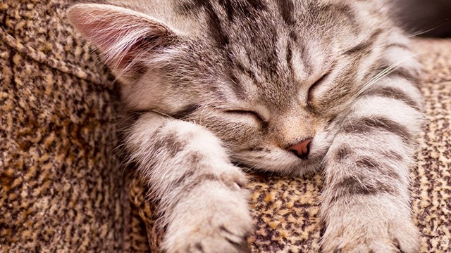 Gatti: un video per riconoscere i segnali del corpo - Pets - Greenstyle