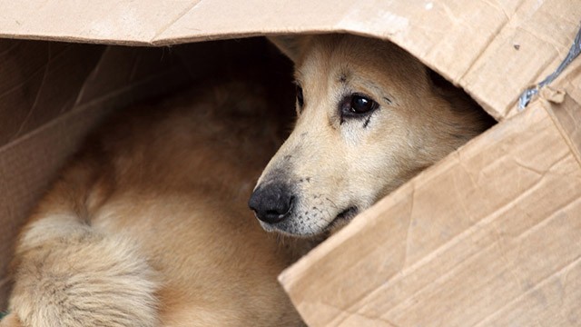 Niente Tares per chi adotta un cane randagio: succede in Sicilia ...