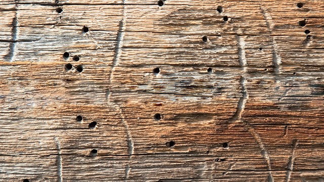 Acari del tarlo (acari del legno): come eliminarli - GreenStyle