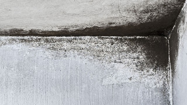 Come eliminare la muffa sui muri con rimedi naturali - GreenStyle