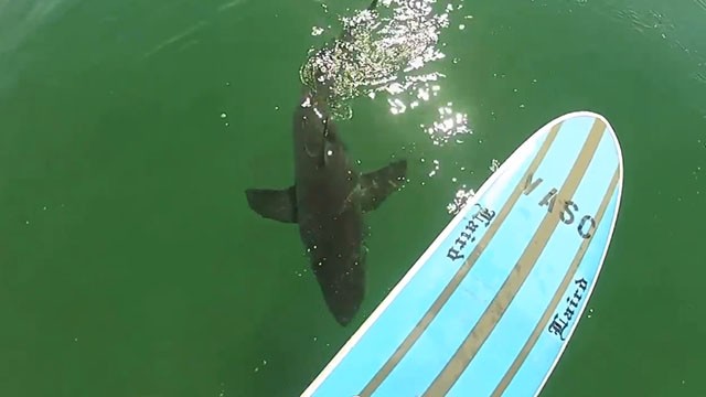 Uno squalo nuota con un surfista - GreenStyle