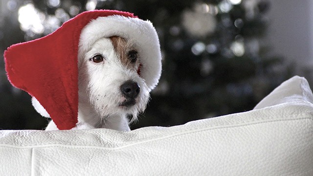 Un cane per Natale? Serve un ottimo planning - GreenStyle