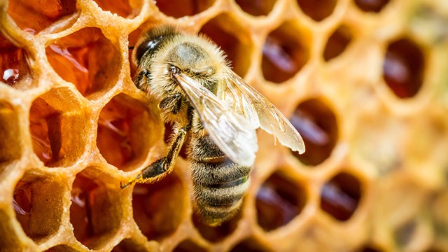 Api riciclano la plastica per gli alveari - GreenStyle