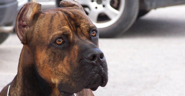 Alano Spagnolo: carattere, peso e altezza – GreenStyle