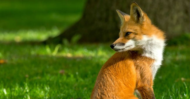 Famiglia francese adotta legalmente una volpe - GreenStyle