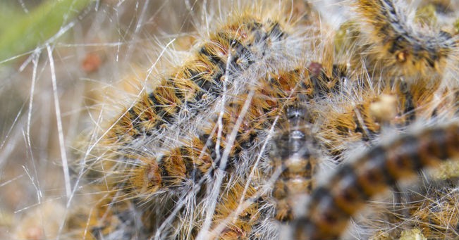 Pericolo per cani: torna la processionaria - GreenStyle