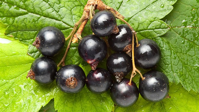 Ribes Nero: proprietà e come utilizzarlo - GreenStyle
