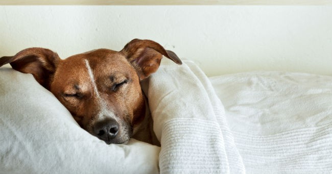 Rigurgito cane: come prevenirlo e curarlo - GreenStyle