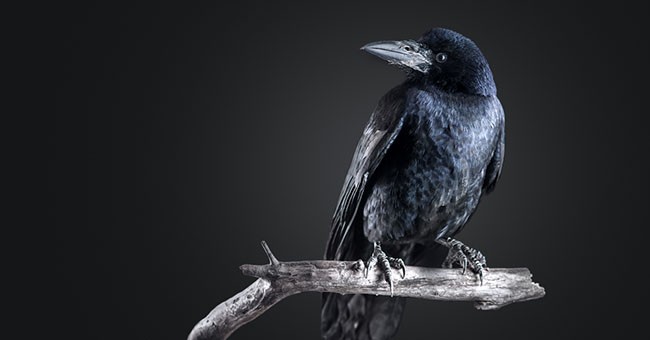 I corvi sono più intelligenti dei bambini - GreenStyle