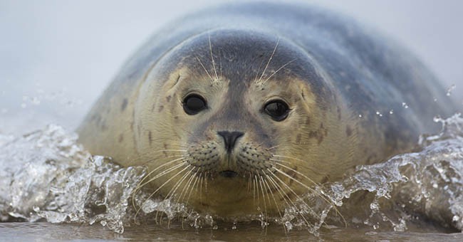 Cane e foca si coccolano a vicenda - GreenStyle