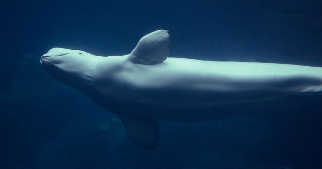 Beluga: un complesso linguaggio - GreenStyle