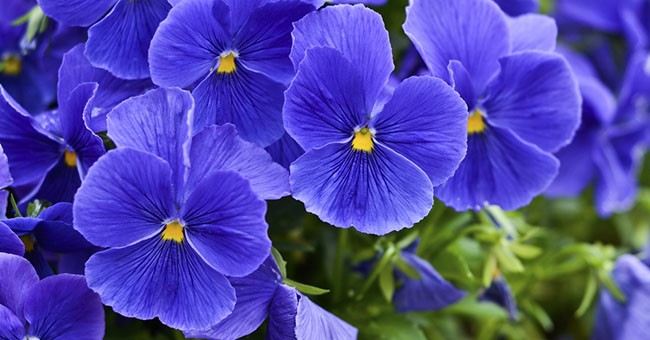 Violette: come coltivarle - GreenStyle