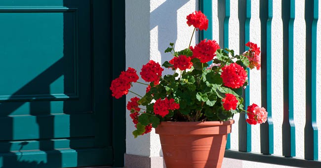 Gerani: come coltivarli - GreenStyle