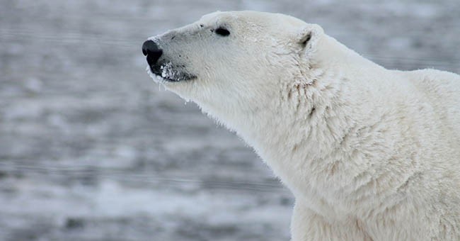 Un nome per l'orso polare - GreenStyle