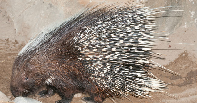 Raccolta fondi per cani colpiti dagli aculei di istrice - GreenStyle