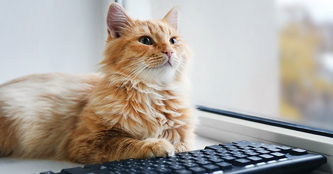 Gatti in ufficio: azienda giapponese paga i dipendenti - GreenStyle