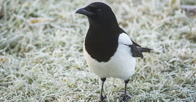 Come addomesticare una gazza ladra: tecnica e consigli - GreenStyle