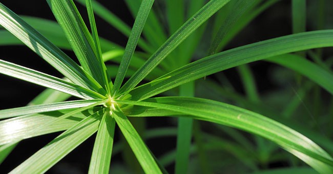 Papiro: come coltivarlo - GreenStyle