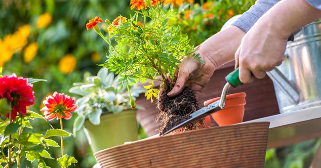 Giardinaggio: quali fiori piantare tra gennaio e febbraio - GreenStyle