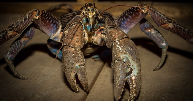 Un granchio da record in Australia - GreenStyle