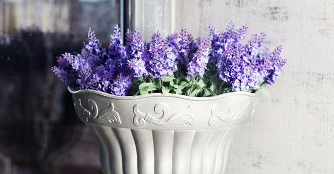 Lavanda in vaso sul balcone: come si coltiva - GreenStyle