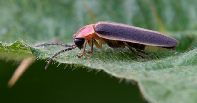 Lucciole: scheda dell'insetto - GreenStyle