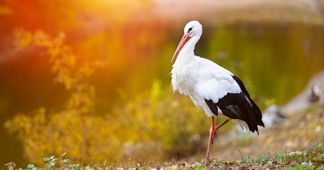 Cicogna: scheda e migrazione del volatile - GreenStyle