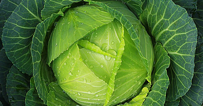 Cavolo: tipi e proprietà - GreenStyle