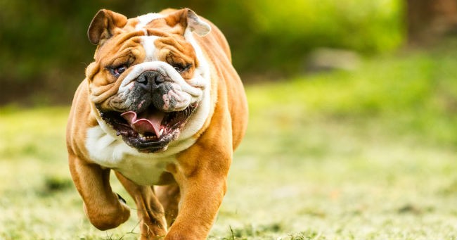 Veterinari sconsigliano cani con muso schiacciato - GreenStyle