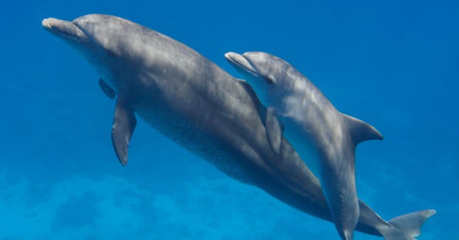 Il Lipote, il delfino di acqua dolce estinto - GreenStyle