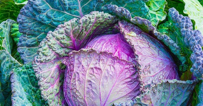 Verza: 5 ricette da non perdere - GreenStyle