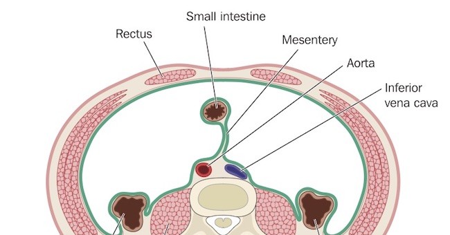 Nuovo organo nell'addome: mesentere, cos'è e a cosa serve - GreenStyle