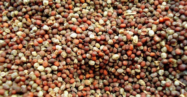 Senape: ingredienti e ricetta per la salsa - GreenStyle