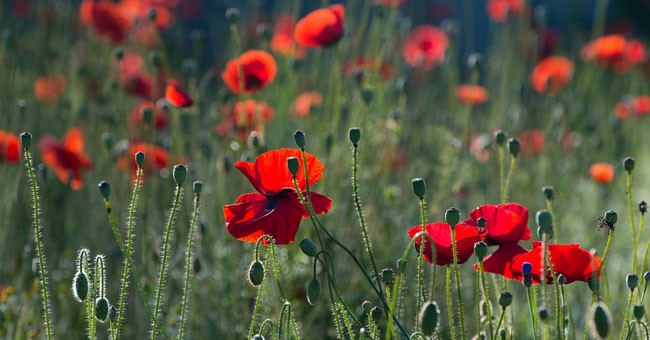 Papavero: caratteristiche, proprietà e significato - GreenStyle