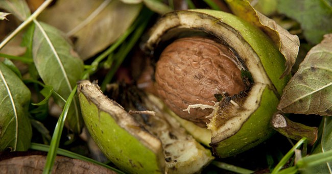 Mallo di noce: proprietà e usi per capelli - GreenStyle