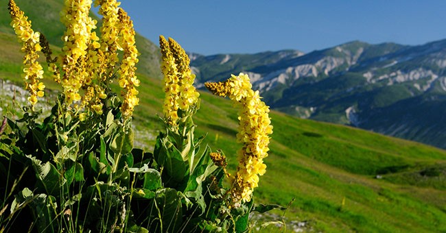 Verbasco: proprietà e controindicazioni - GreenStyle