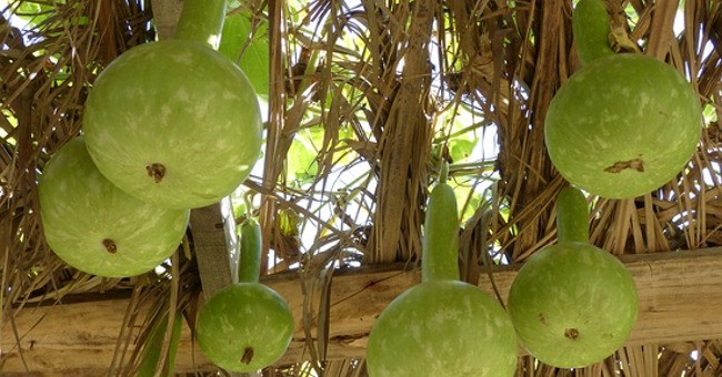 Calabash: proprietà e come si mangia - GreenStyle