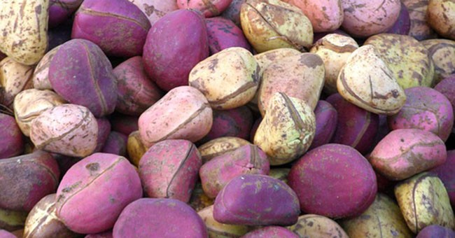 Noce di cola: come si mangia, proprietà e usi - GreenStyle