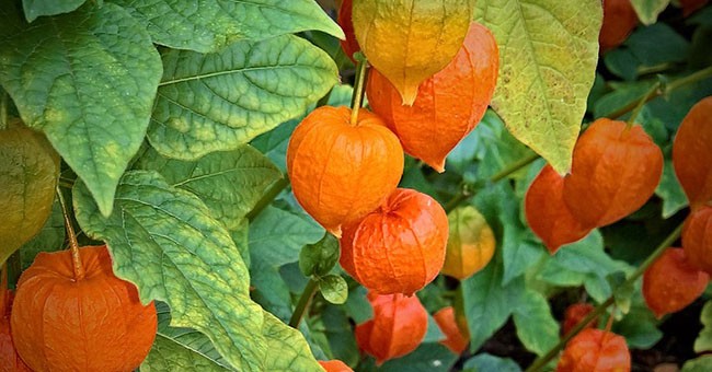 Alchechengi: coltivazione e cura - GreenStyle