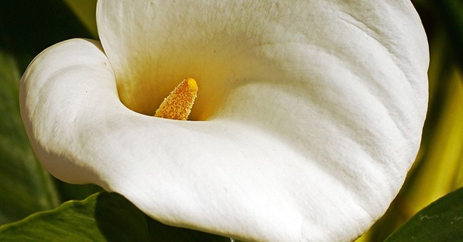 Calla: fioritura, significato e come coltivarla - GreenStyle