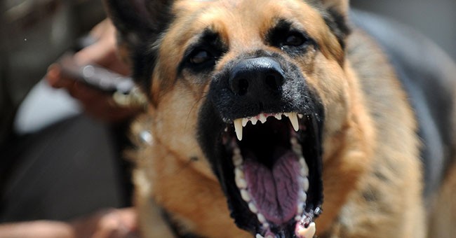 Cani: con YouTube si studia il perché del morso - GreenStyle