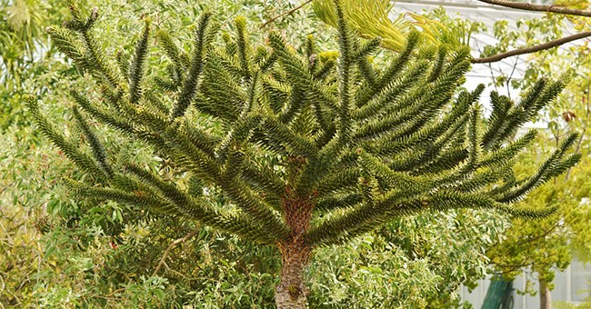 Come coltivare l'araucaria: cura e potatura - GreenStyle