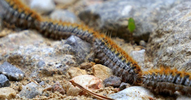 Processionaria del pino e cani: sintomi e rimedi - GreenStyle