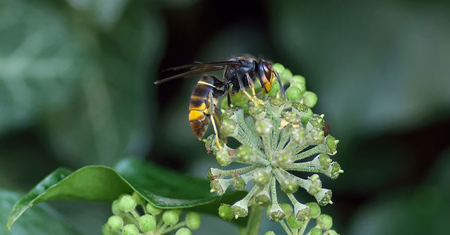 Calabrone asiatico: rischi e consigli - GreenStyle